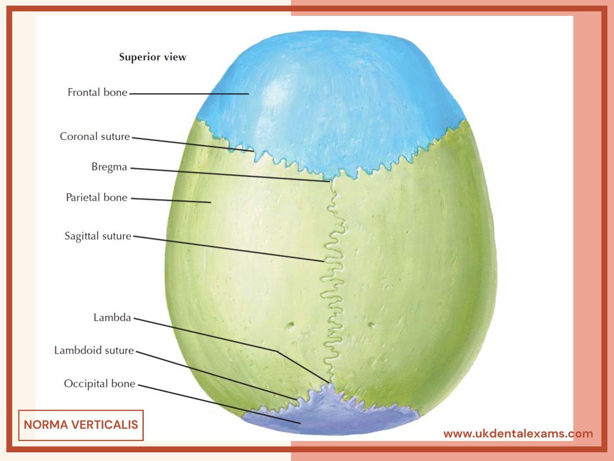 FORAMINA OF THE SKULL AND THE STRUCTURES PASSING THROUGH