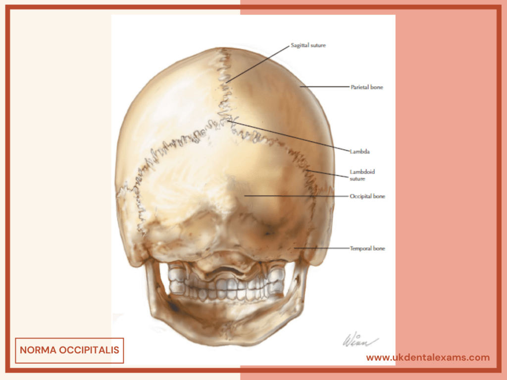 FORAMINA OF THE SKULL AND THE STRUCTURES PASSING THROUGH