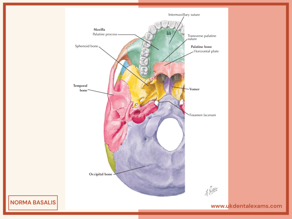 FORAMINA OF THE SKULL AND THE STRUCTURES PASSING THROUGH