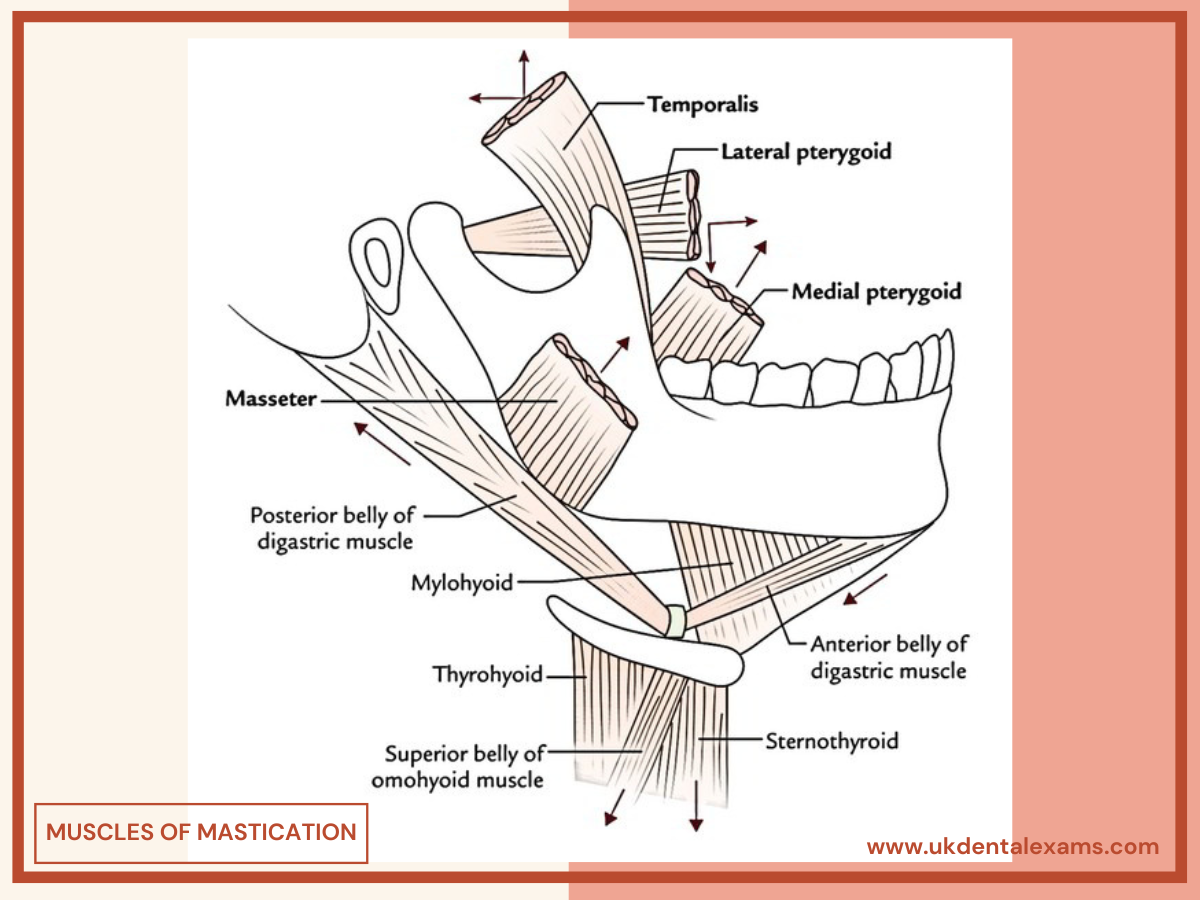 MUSCLES OF MASTICATION AND MANDIBULAR MOVEMENTS