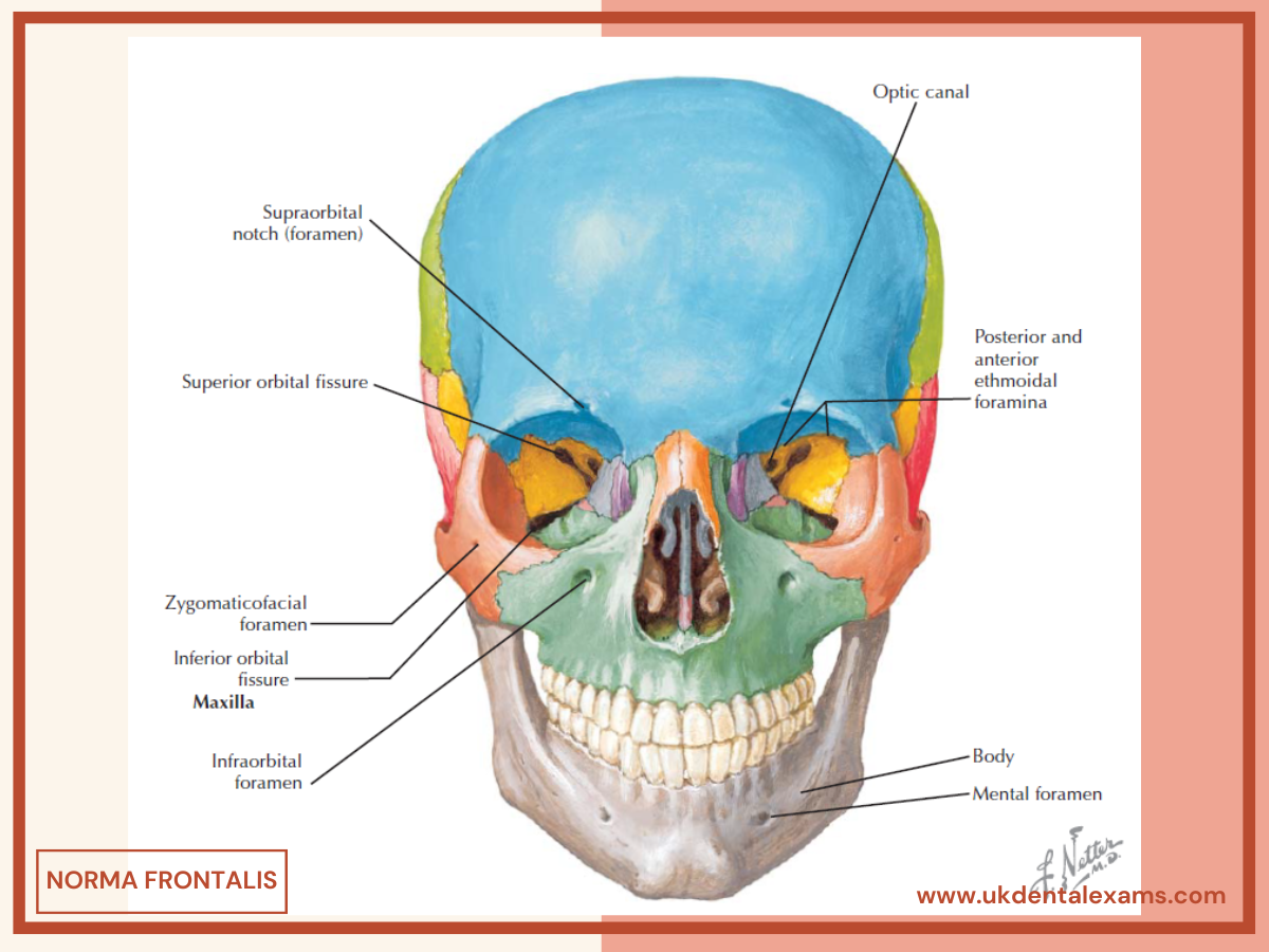 FORAMINA OF THE SKULL AND THE STRUCTURES PASSING THROUGH