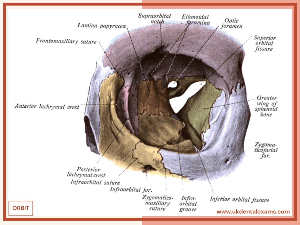 FORAMINA OF THE SKULL AND THE STRUCTURES PASSING THROUGH