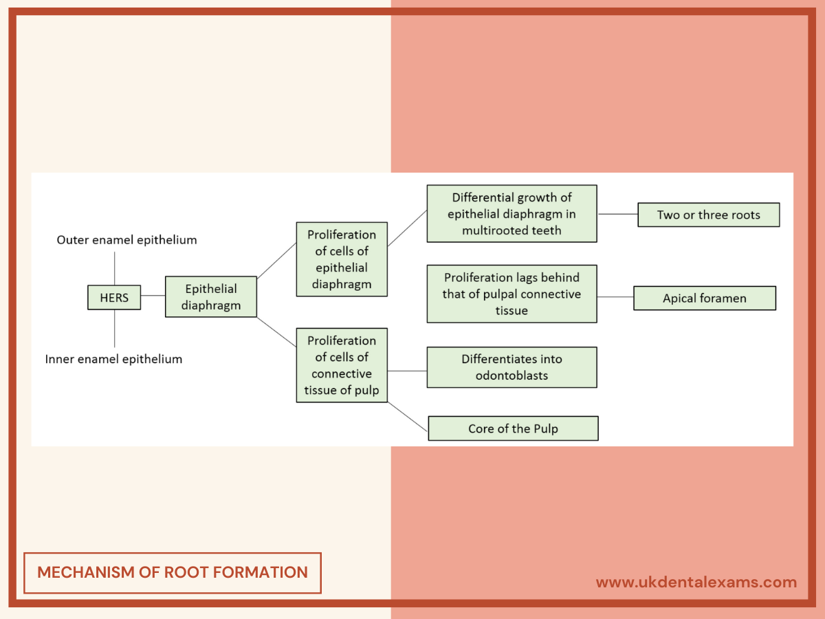 Tooth Development and Histology: Stages of Odontogenesis