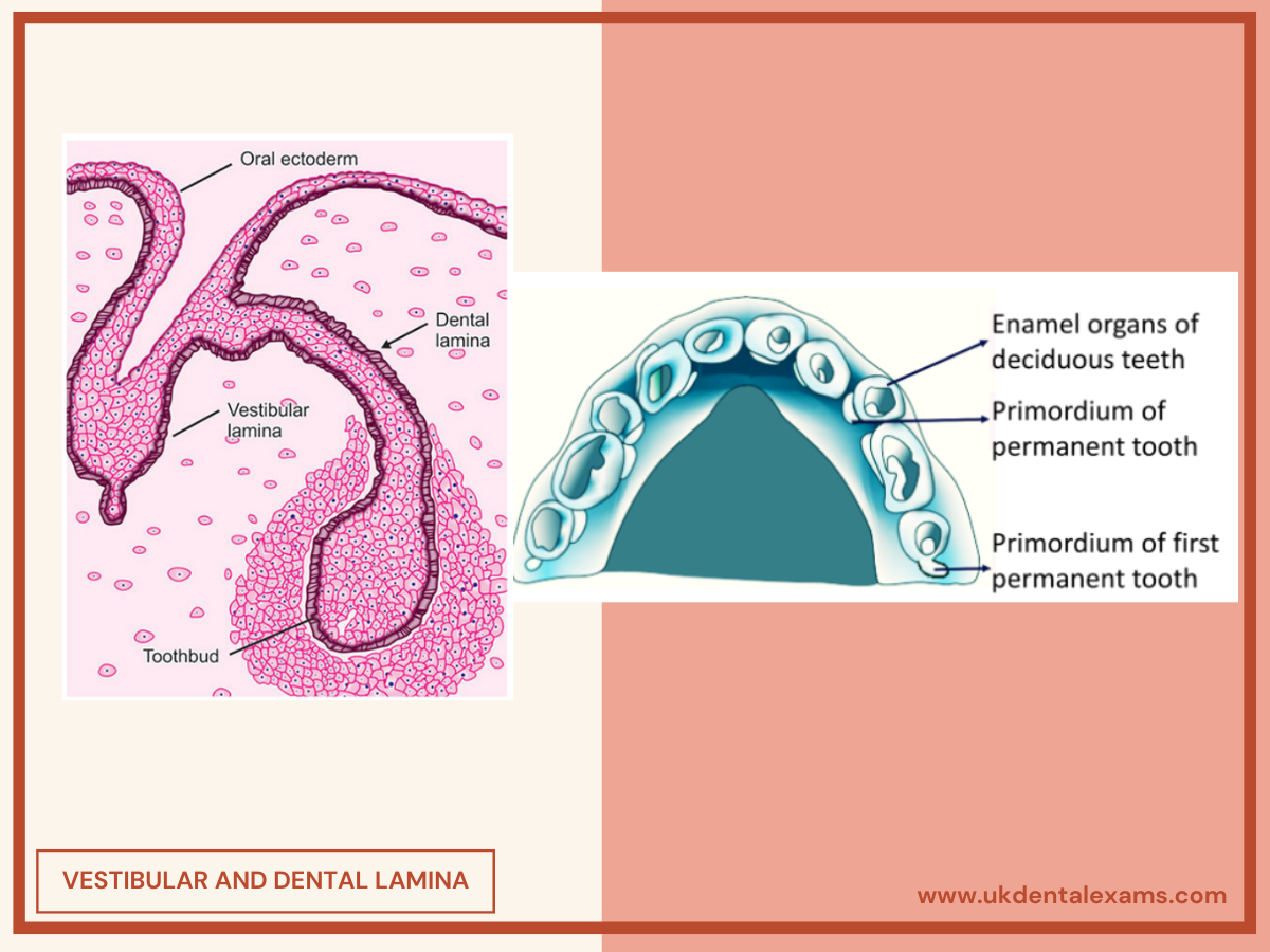 Tooth Development and Histology: Stages of Odontogenesis