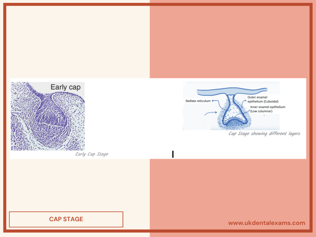 Tooth Development and Histology: Stages of Odontogenesis