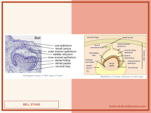 Tooth Development and Histology: Stages of Odontogenesis