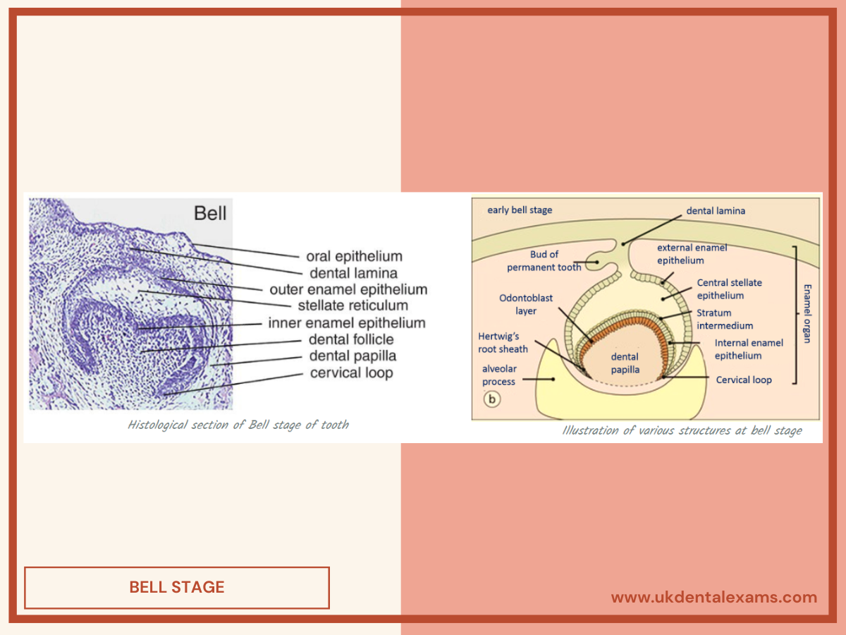 Tooth Development and Histology: Stages of Odontogenesis