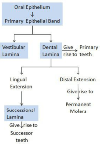 Tooth Development and Histology: Stages of Odontogenesis